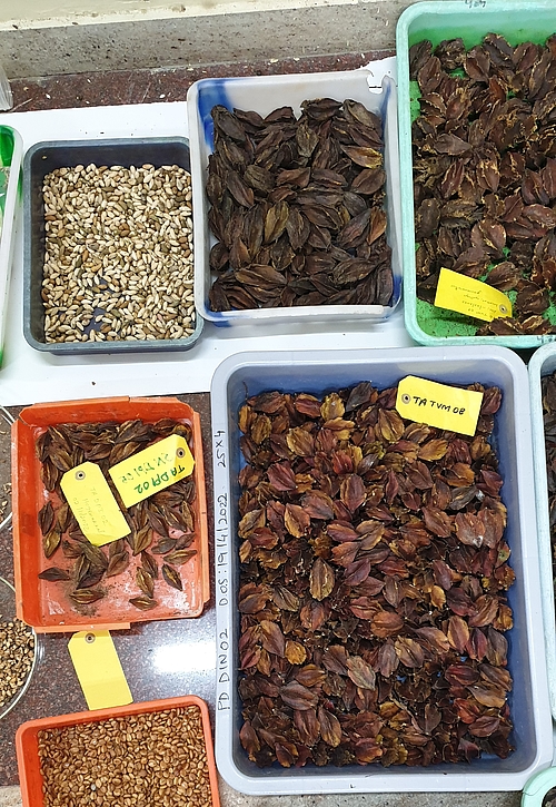 Webinar: Organising tree seed supply for national forest and landscape ...